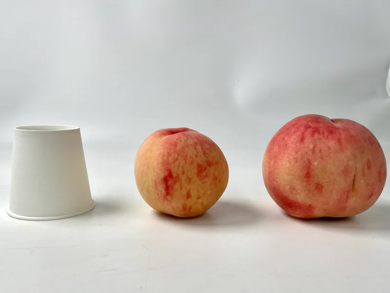 팔도감 - 아삭아삭 딱딱이 경봉 백도복숭아 1.5kg (6-7입)