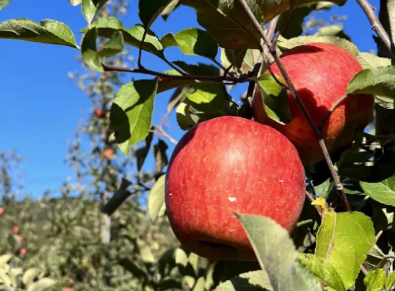 팔도감 - GAP 저탄소 청송 후브락스 부사 사과 3kg(13-15과)