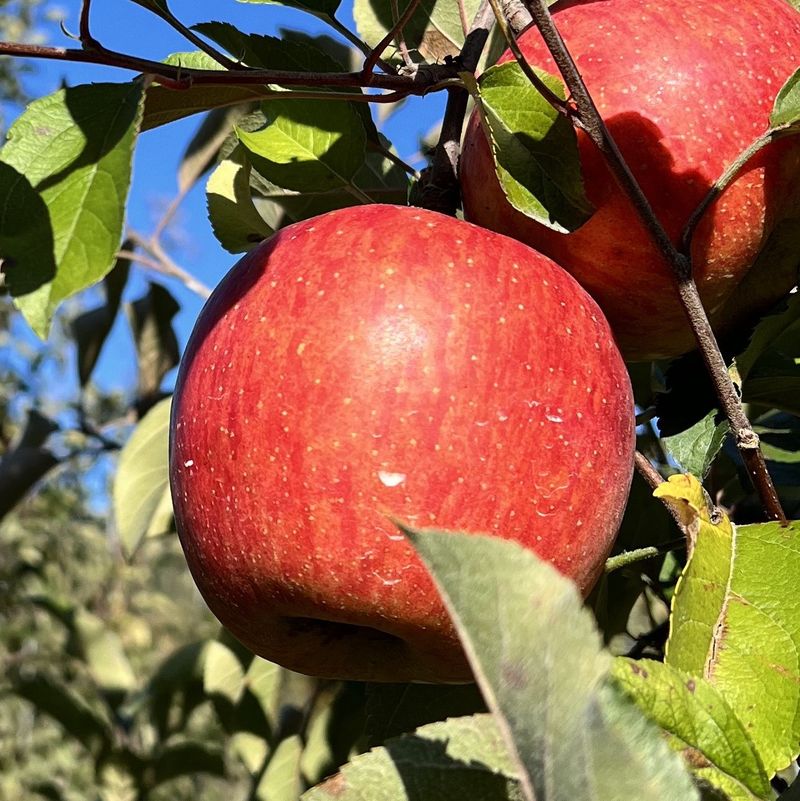 팔도감 - GAP 저탄소 청송 후브락스 부사 사과 3kg(13-15과)