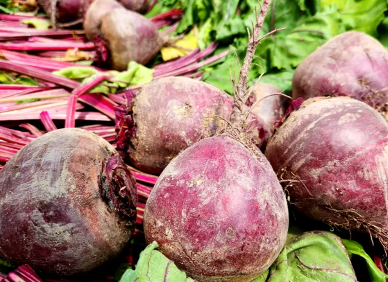 팔도감 - 특품만 엄선한 GAP 제주 햇 레드비트 3kg (4-6개)