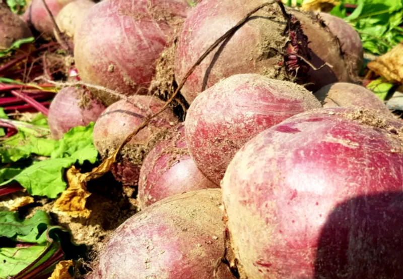 팔도감 - 특품만 엄선한 GAP 제주 햇 레드비트 3kg (4-6개)